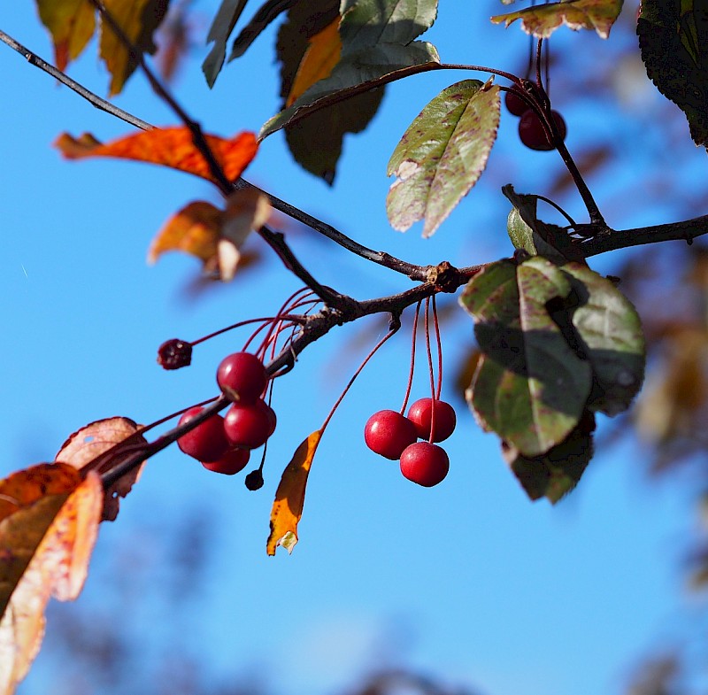 UDENHOUT TREES | Malus toringo 'Scarlett'