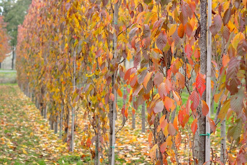 UDENHOUT TREES | Prunus serrulata 'Amanogawa'